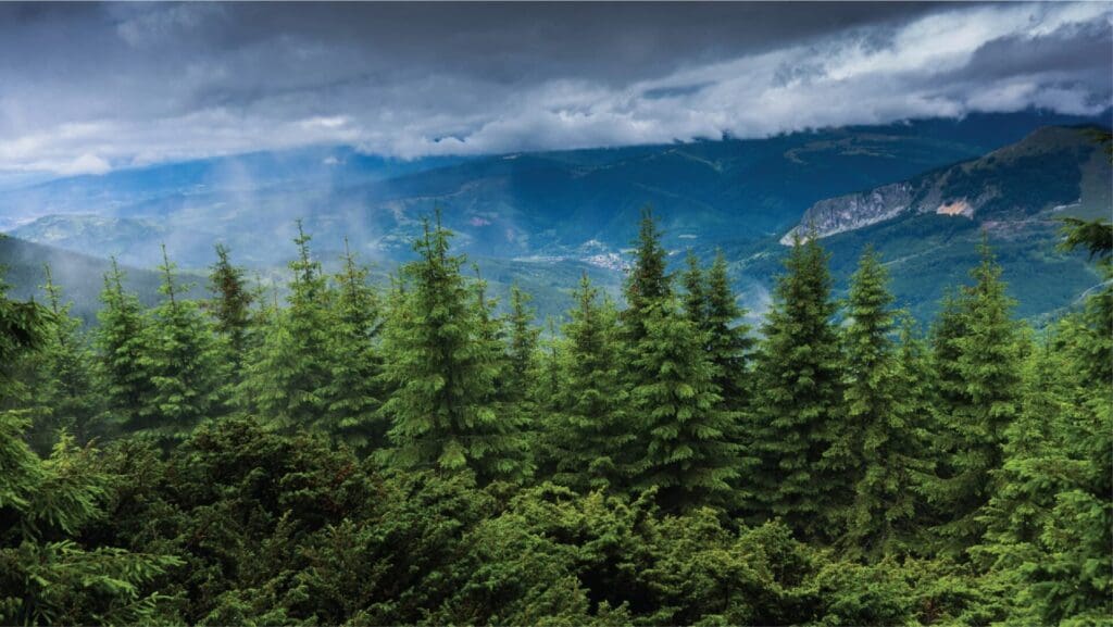 How can AI help protect and sustain our global forest ecosystems - AI ...