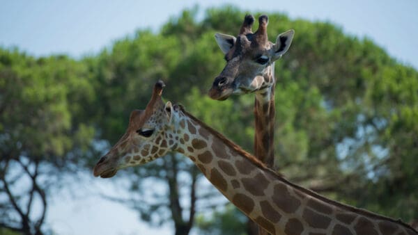 New AI for Biodiversity series: How can we use AI to monitor ...