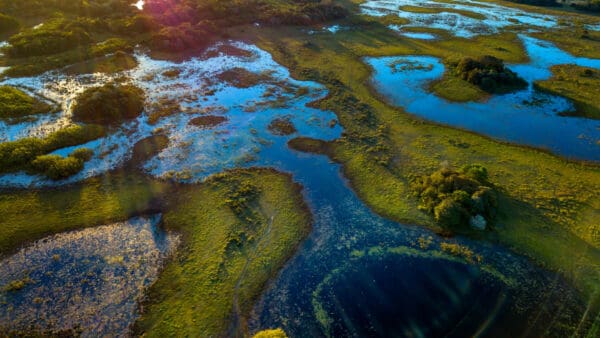 New AI for Biodiversity series: How can we use AI to monitor ...