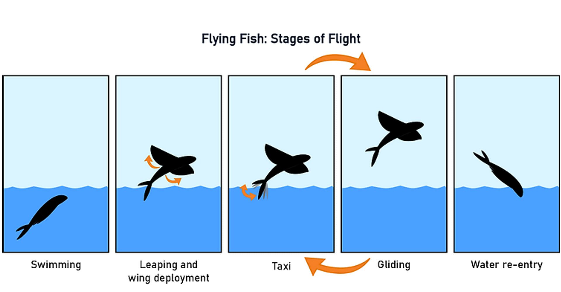 Inspired by nature: harnessing animal locomotion for robotic innovation ...