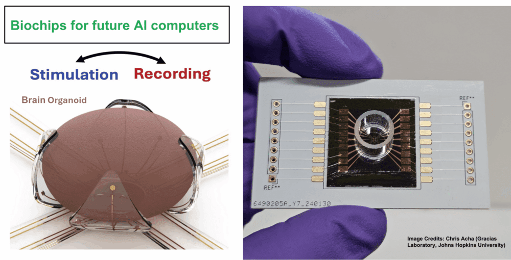 Biochips for future AI computers - AI for Good